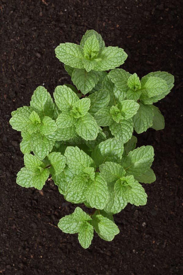 Mint Plant In Soil With Root Isolated On White Stock Photo - Image of ...