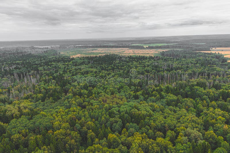 Aerial View of the Beautiful Green Forest. Forest Texture Top View ...