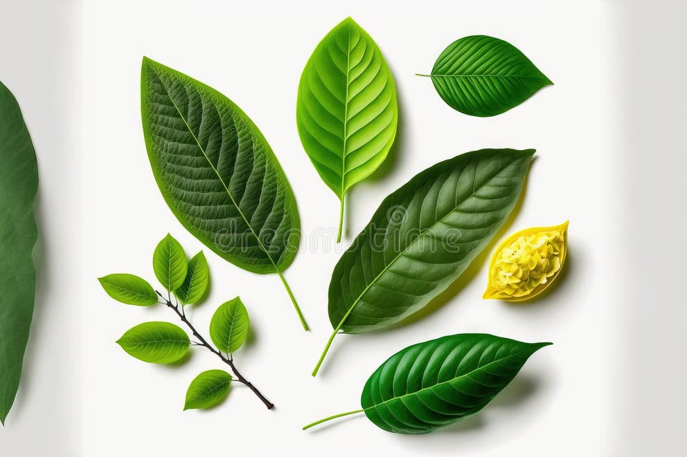 Top View of Moist Green Leaves on White Stock Illustration ...