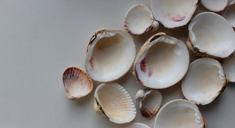 Seashells Laid Out with the Inner Side Up on a White Surface Stock ...