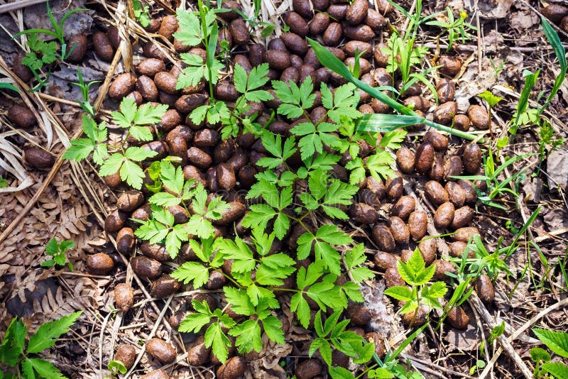 Top View of Moose Droppings on Ground between Green Grass in Spring ...