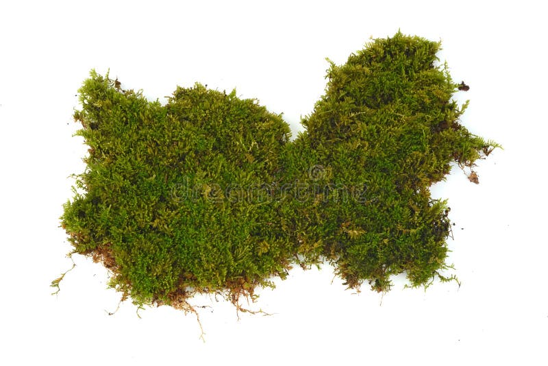 610 Moss Top View Isolated Stock Photos - Free & Royalty-Free Stock ...