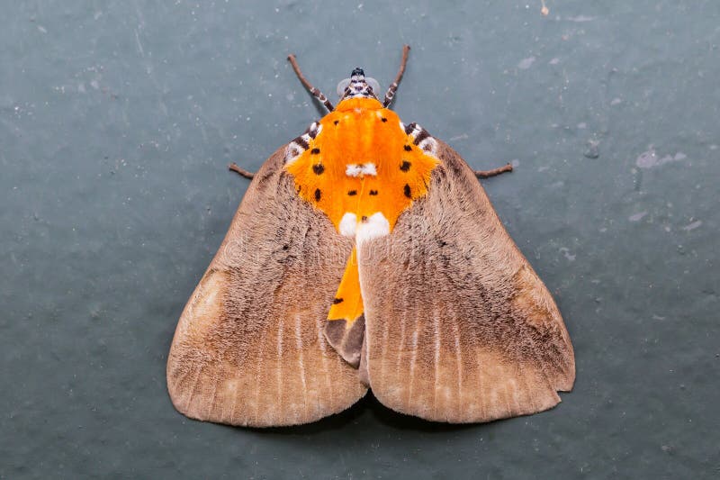 Moth stock image. Image of australian, moth, eyes, insects - 14395229