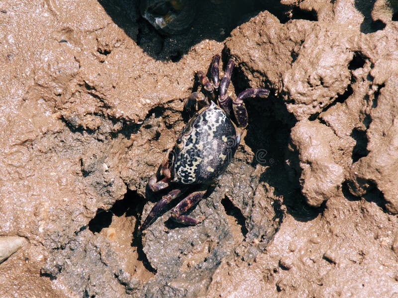 Top View of a Mud Crab with a Patterned Shell on a Muddy Coast Stock ...