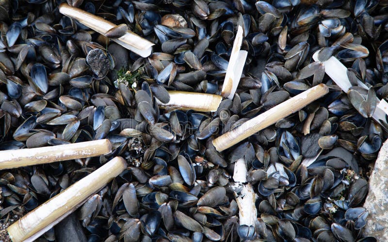 Top View of Mussel Shells and Razor Shells on a Beach Stock Image ...