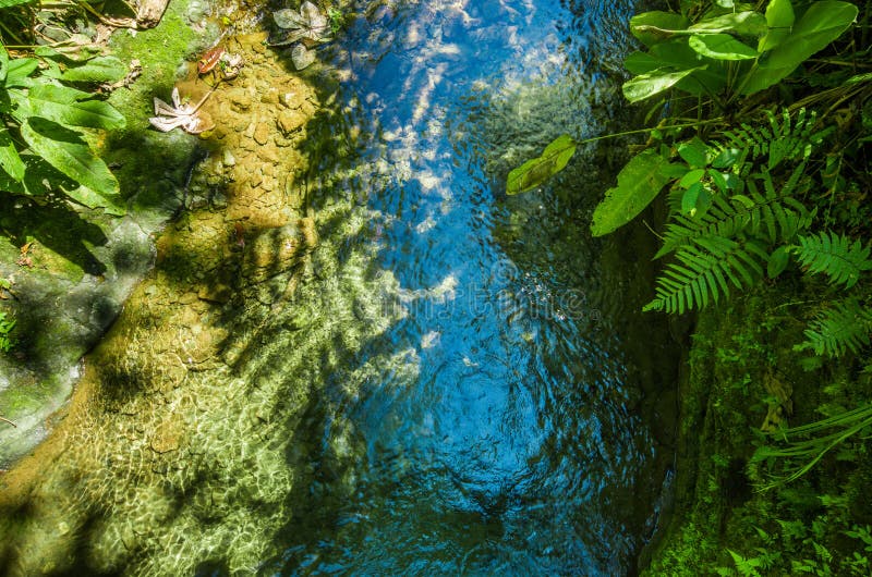 Top View of a Natural Pond Inside of a Green Forest with Stones in ...