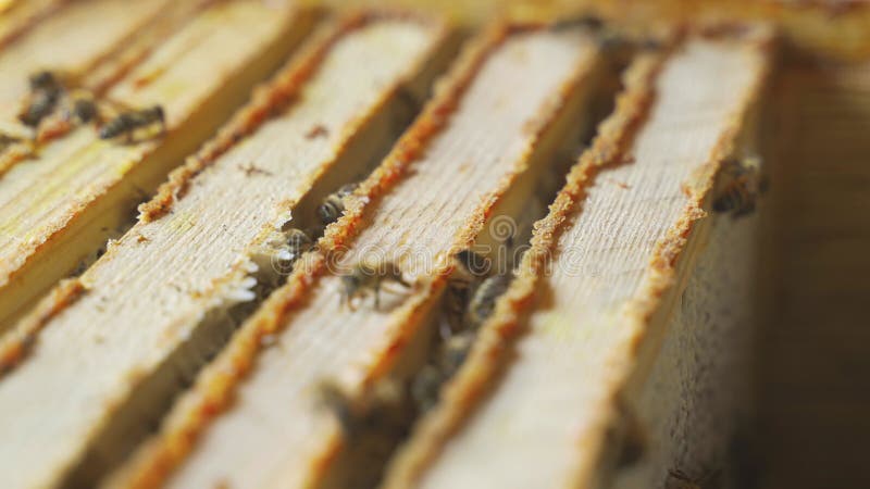 Top View of the Nesting Frames of Bees in the Hive. Bees Crawl on ...