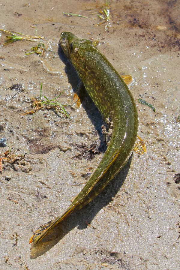 The Top View of a Northern Pike on the Shore Stock Photo - Image of ...