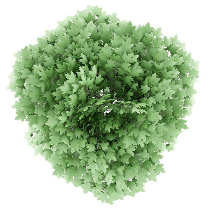 Top View of Norway Maple Tree Isolated on White Stock Illustration ...