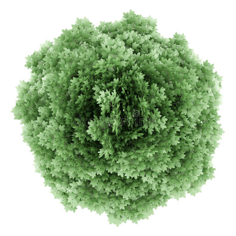 Top View of Norway Maple Tree Isolated on White Stock Illustration ...