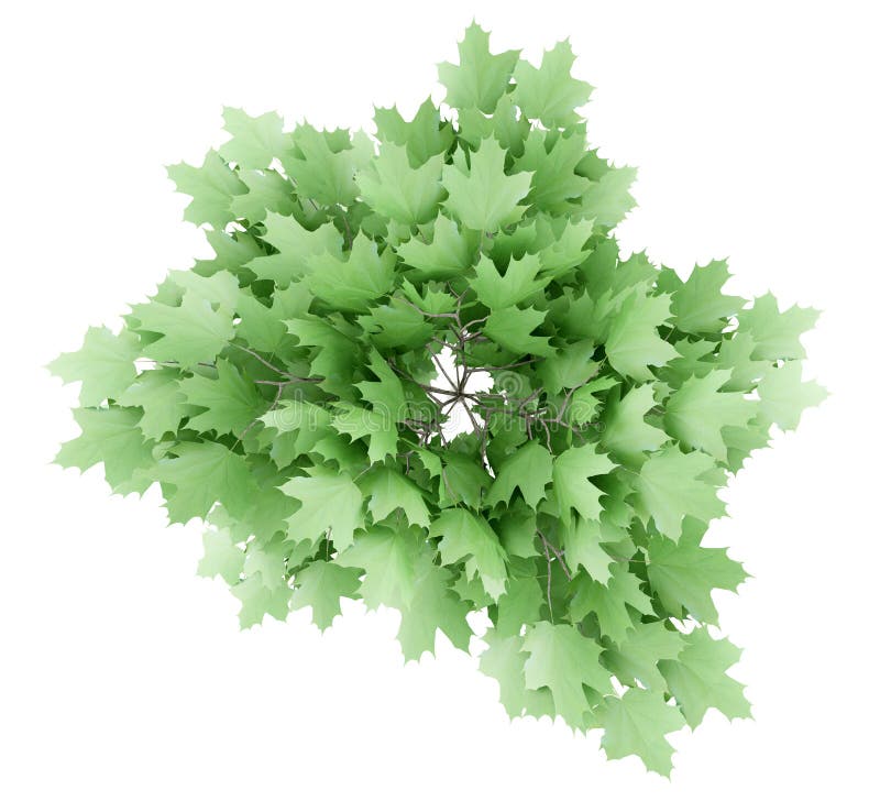 Maple Tree Top View Stock Illustrations – 2,629 Maple Tree Top View ...