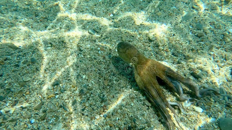 Octopus Underwater between Algae and Water Plants Stock Video - Video ...