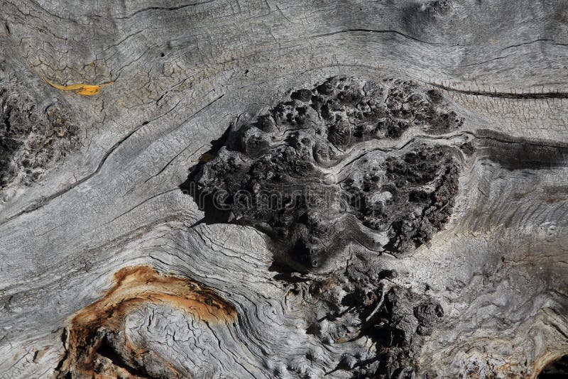 Top View of an Old Dry Rough Weathered Rotting Tree Bark Texture Stock ...