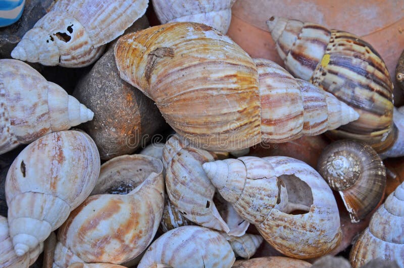 Top View of Old Snail Shells Stock Photo - Image of gray, fossil: 94281050