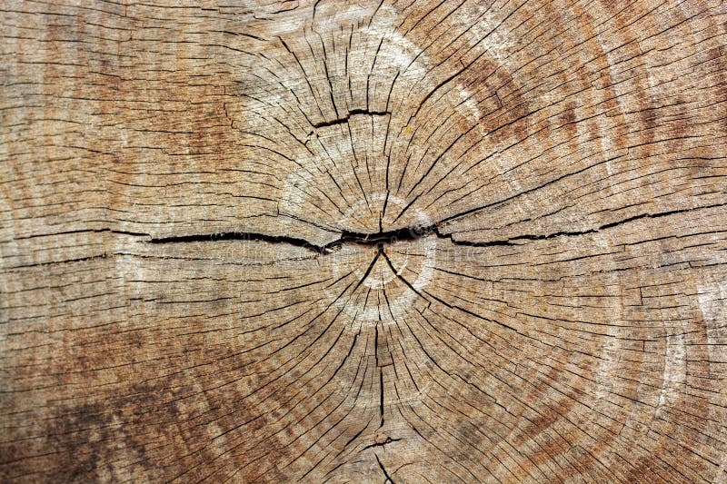 Top View of an Old Stump Texture Stock Photo - Image of textured ...