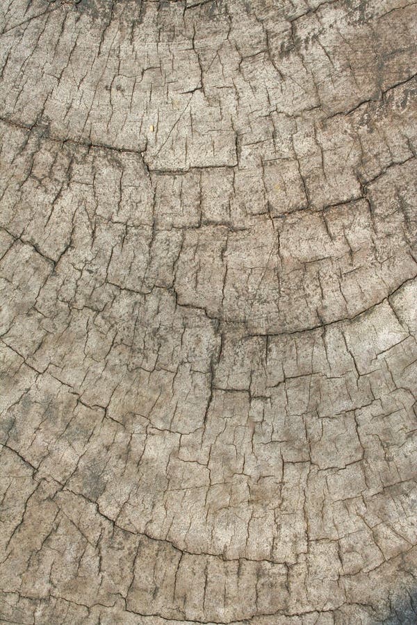 Top view old tree stump stock photo. Image of lumber - 133917478