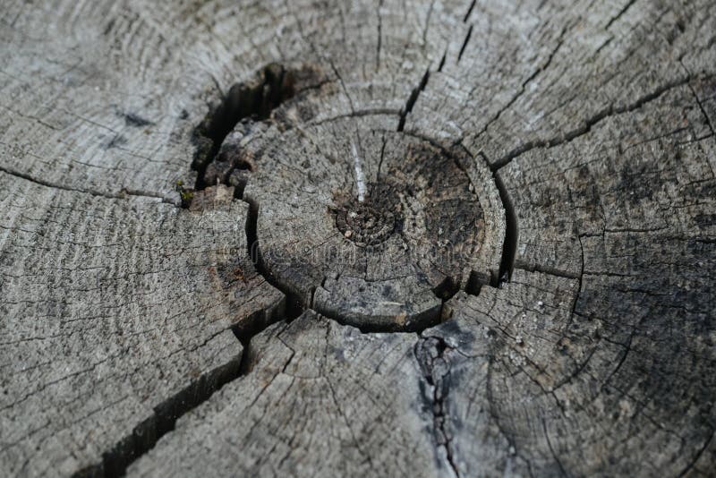 Top View of a Old Tree Stump. Stock Photo - Image of border, life: 99094368