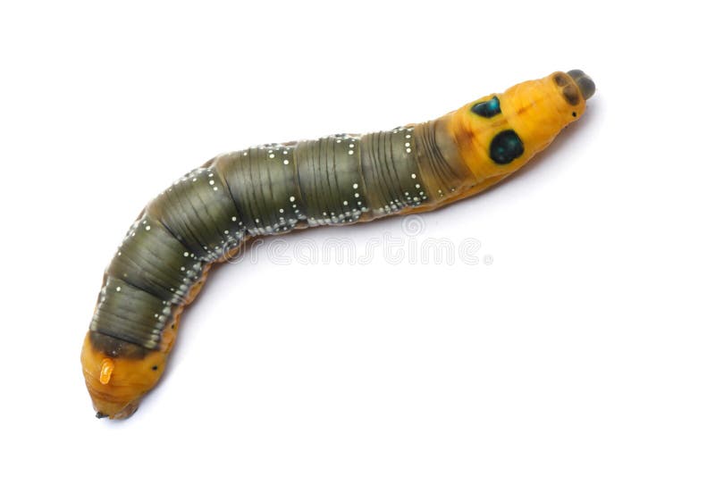 Top View of Oleander Hawk Moth Caterpillar Isolated on White Background ...