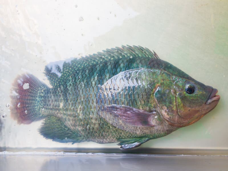 Top view of one fresh fish stock photo. Image of delicious - 148061896