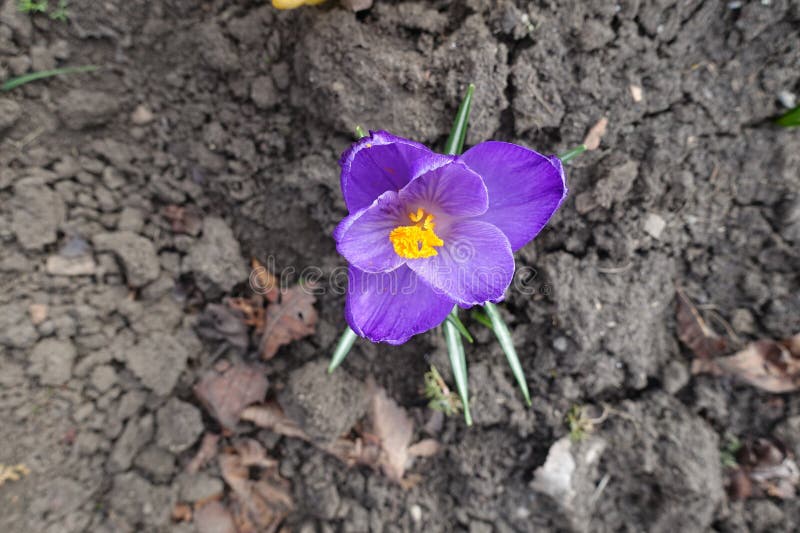 Top View of 1 Purple Flower of Crocus Vernus in March Stock Photo ...