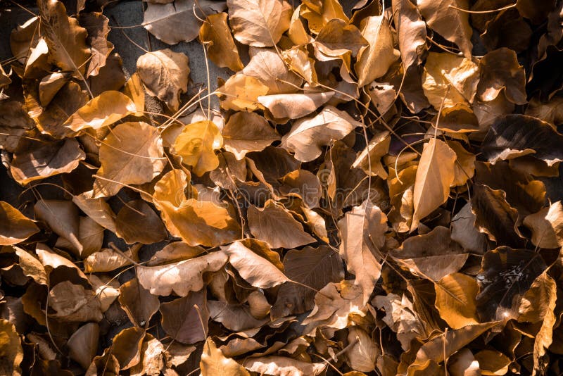 Orange Fall Leaves Background Texture Stock Image - Image of color ...