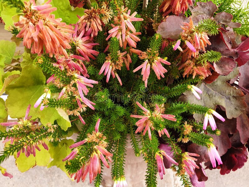 Orange Red Flowers Erica Verticillata Stock Image - Image of flower ...