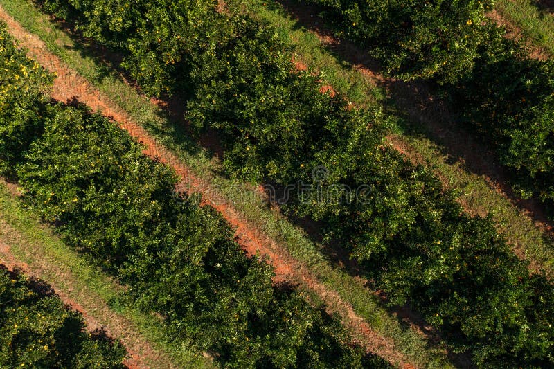 Top View View of Orange Plantation Corridors Stock Photo - Image of ...
