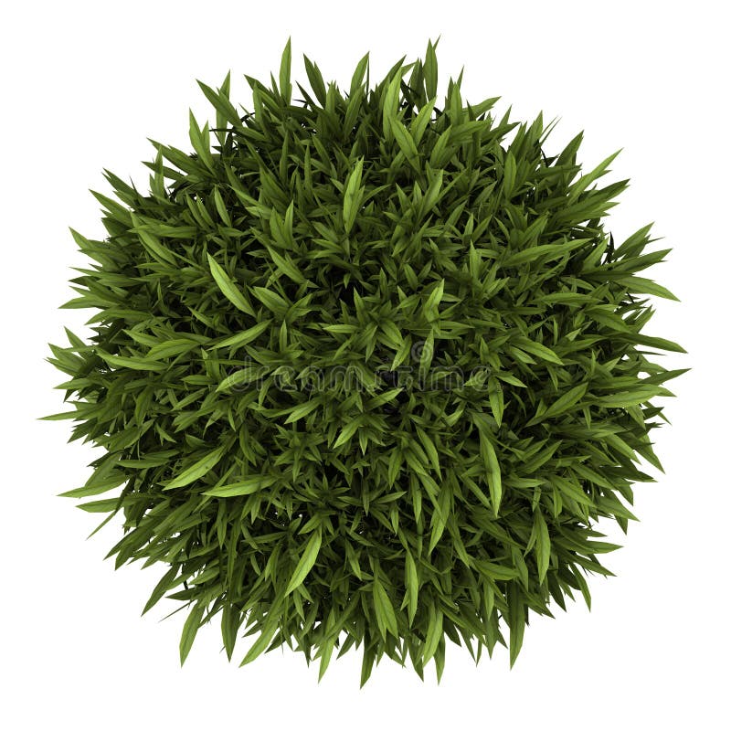 Top View of Orange Tree in Pot Isolated on White Stock Illustration ...