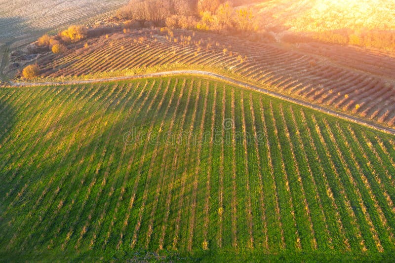 Top View of the Orchards with Apple Trees. Lots of Young Trees in ...