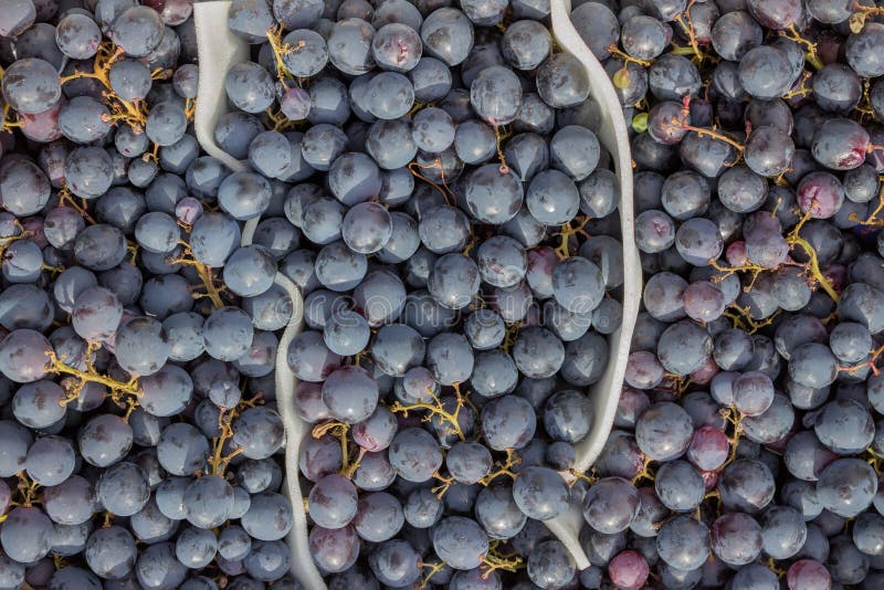 Top View of Organic Black Grapes Stock Image - Image of berry, ripe ...