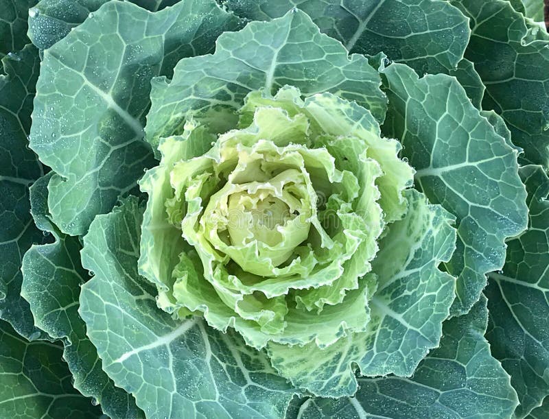 Close-up View of Decorative Cabbage Stock Image - Image of green ...