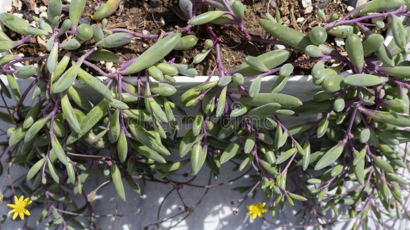 Top View of a Othonna Ruby Necklace Plant Stock Image - Image of ...