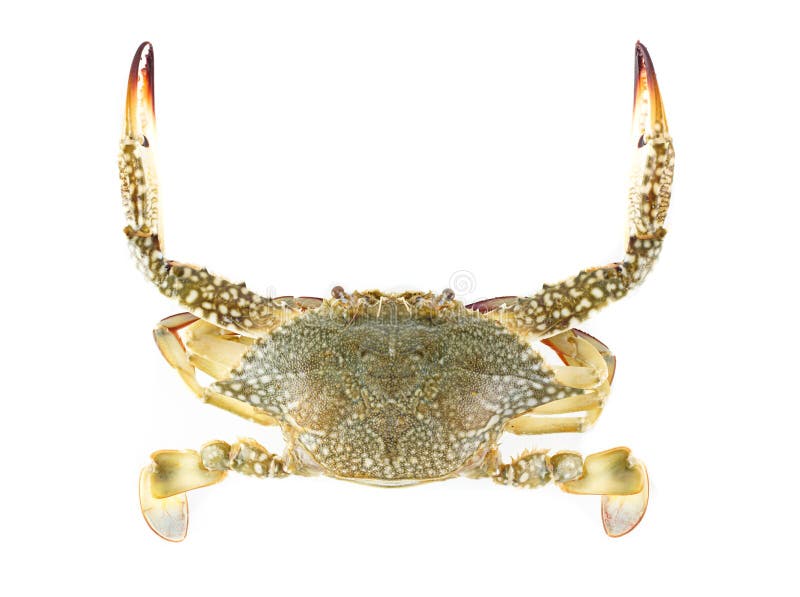 Top View Ov Fresh Blue Crab Isolated on White Stock Image - Image of ...