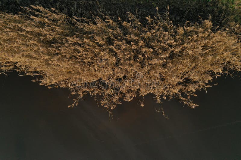 820 Water Top View Reeds Stock Photos - Free & Royalty-Free Stock ...