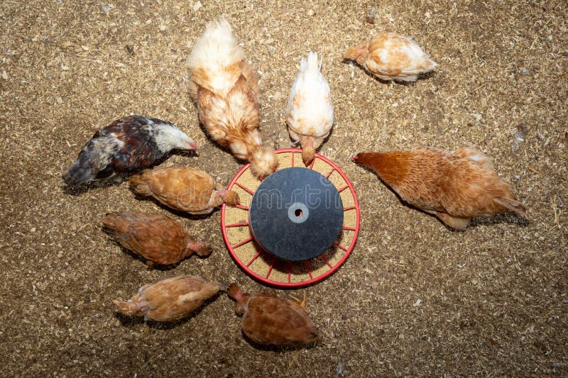 Top View Overhead View of Free-range Chickens Eating from Circular ...