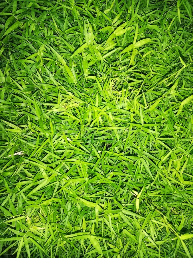 Top View, Overhead Shot. Grassplot Surface Backdrop. Divet Underlay ...