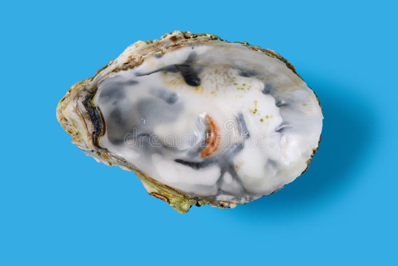 Oyster Shell on Blue Background Stock Image - Image of closeup, shell ...