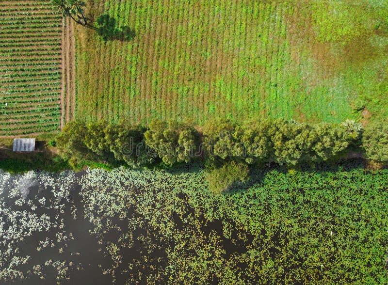 Top View of Paddy Field and River, Green Rice Field Plot Stock Image ...