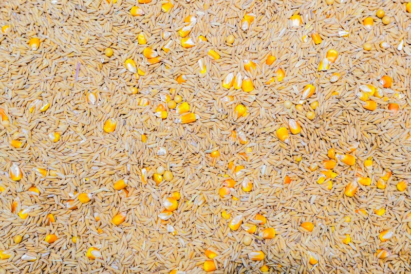 Top View of Paddy Rice or Rice Seed with Corn Seed Stock Image - Image ...