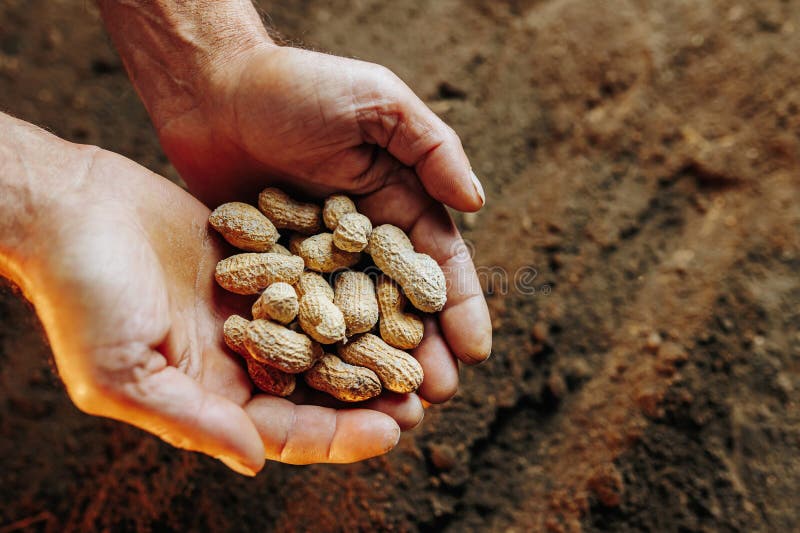 Top View of a Pair of Hands Holding a Seed, Getting Ready To Plant it ...