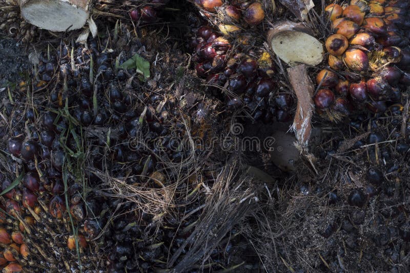 Oil Tree's Fruits Clusters Stock Photos - Free & Royalty-Free Stock ...