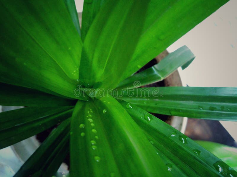 Top view of pandanus plant stock image. Image of plant - 221099197