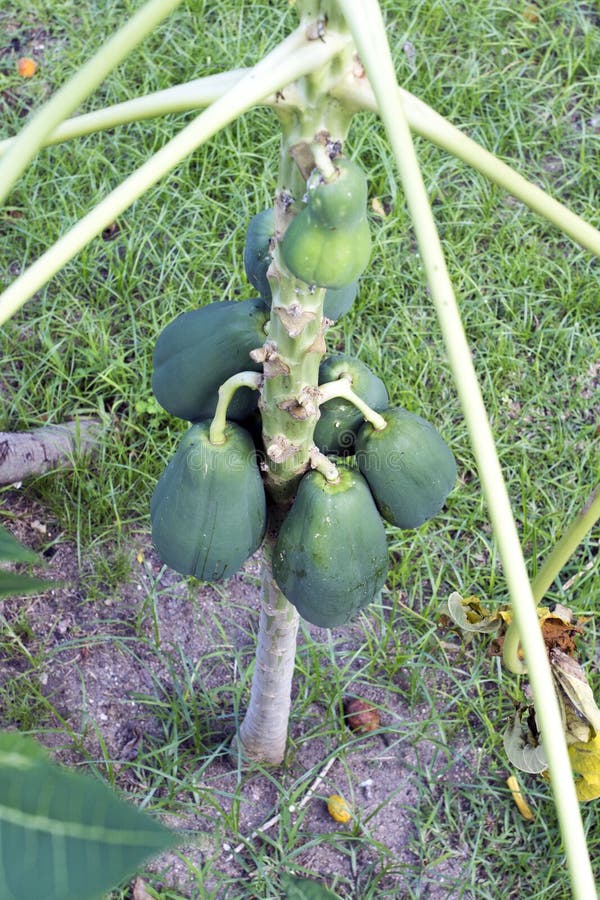A Top View of a Papaya Plant Stock Photo - Image of background, summer ...