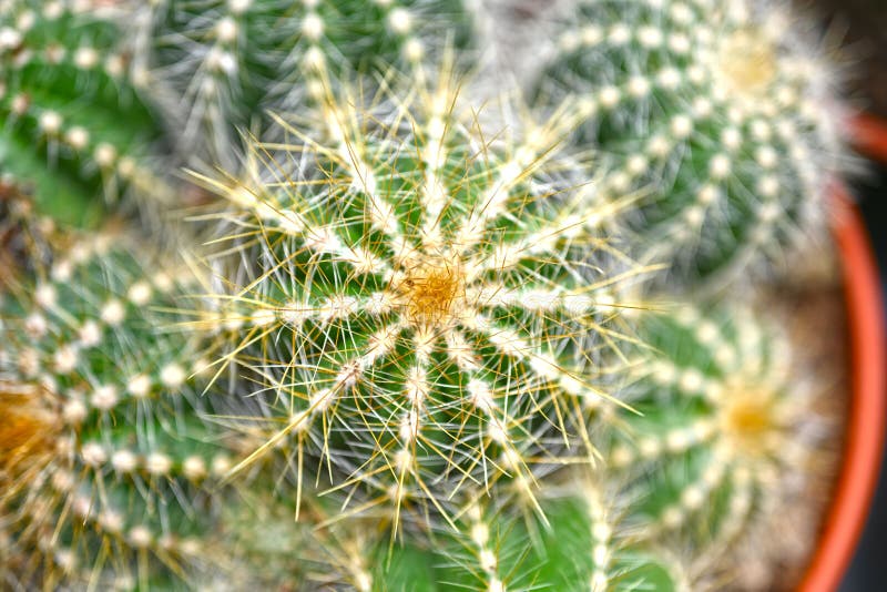 Top View of a Parodia Magnifica Cactus Plant Stock Image - Image of ...