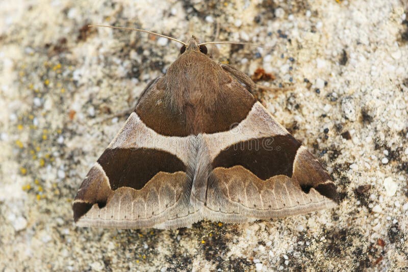 Top View of a Passenger Moth (Dysgonia Algira) on the Ground Stock ...