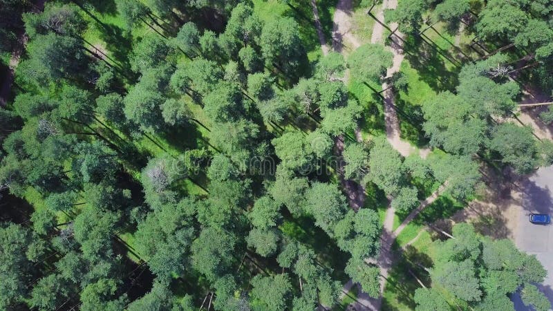 Top View of the Path through the Trees. Clip Stock Footage - Video of ...