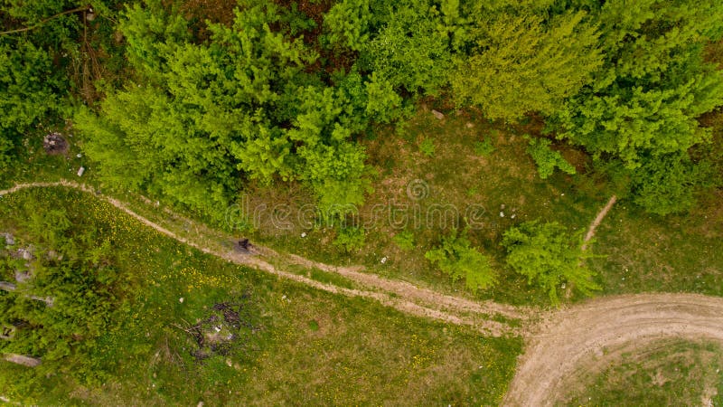Top View of Path in the Woods. Stock Photo - Image of landscape, path ...