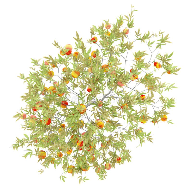 Top View of Peach Tree with Peaches Isolated on White Stock ...