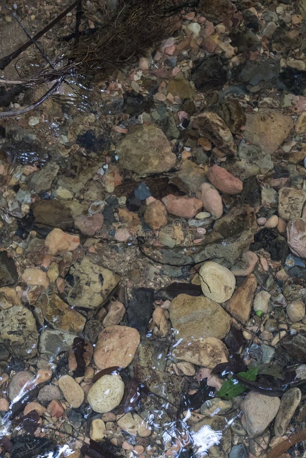Top View of Pebbles River Bed through Clear Water Stock Photo - Image ...