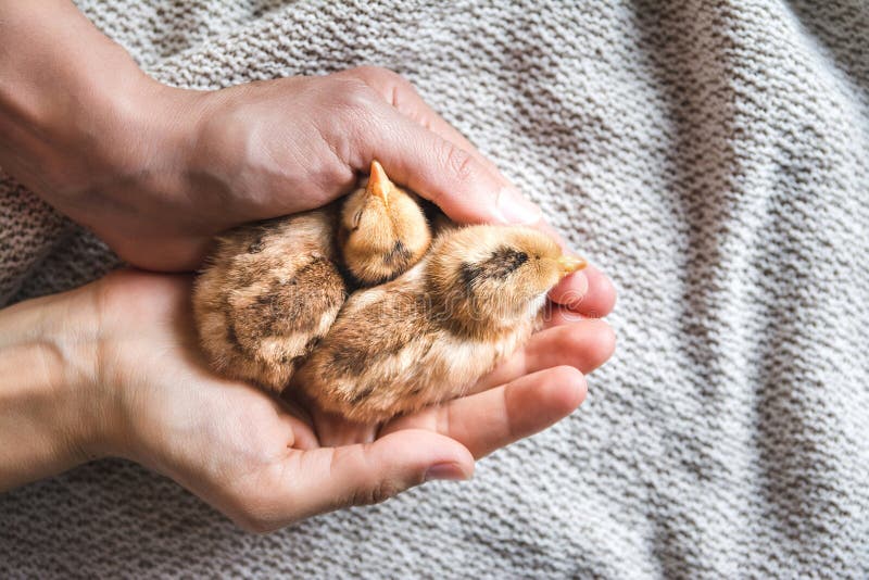 Top View of a Person Holding Brown Chicks on a Cloth Stock Photo ...
